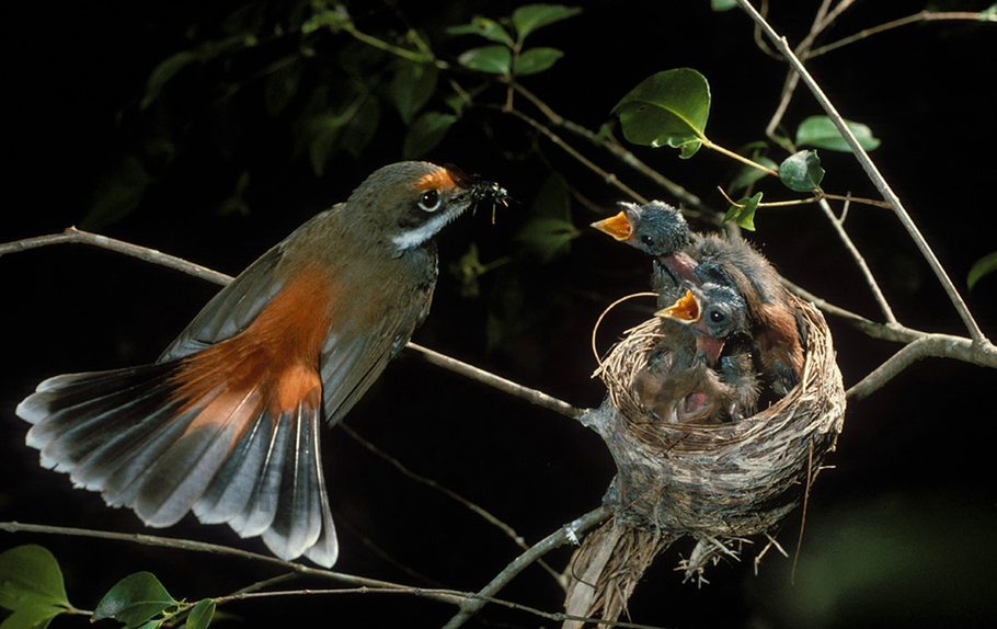 Buy Rufous Fantail Image Online - Print & Canvas Photos - Martin Willis ...
